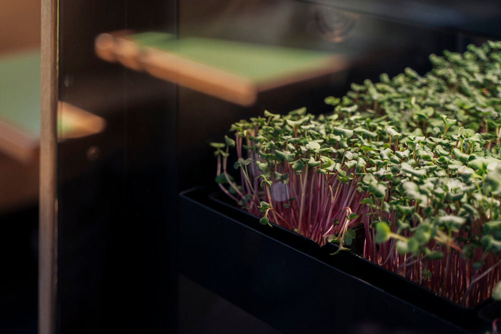 Mana Farm – Mana Farms